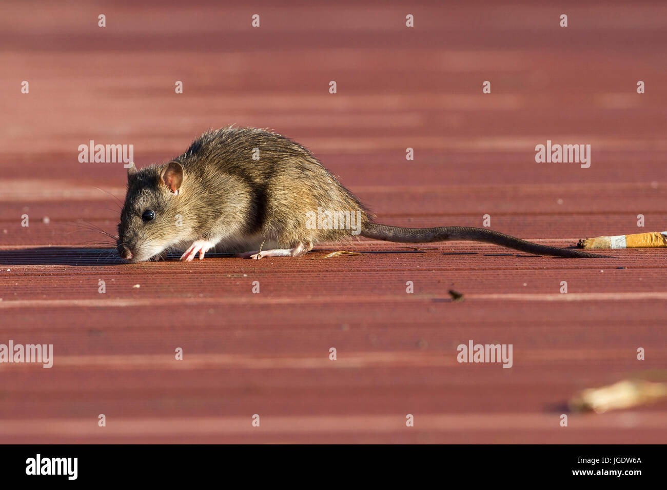 Travelling rat, Rattus norvegicus, Wanderratte (Rattus norvegicus Stock ...