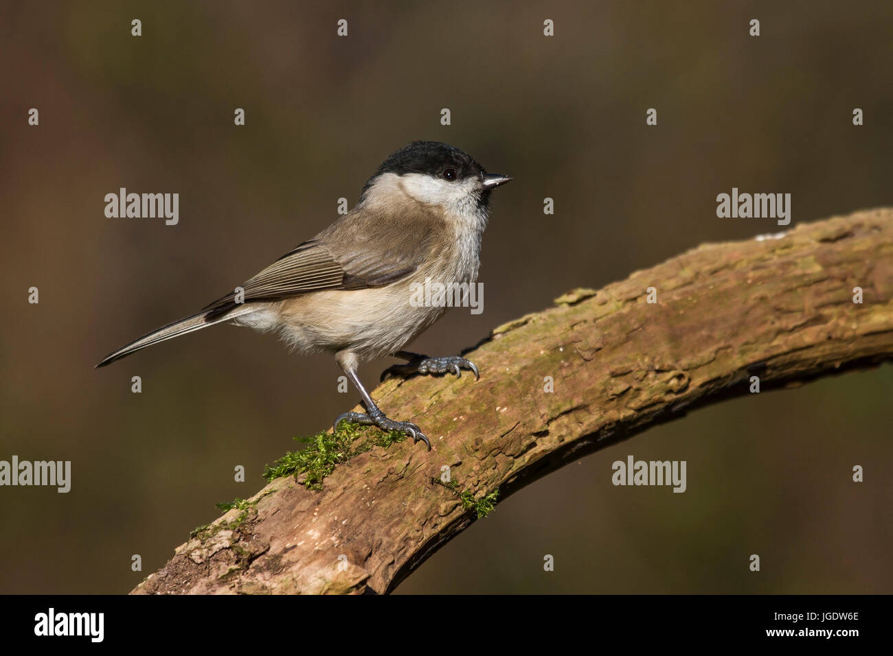Marsh titmouse, Poecile palustris, Sumpfmeise (Poecile palustris Stock ...