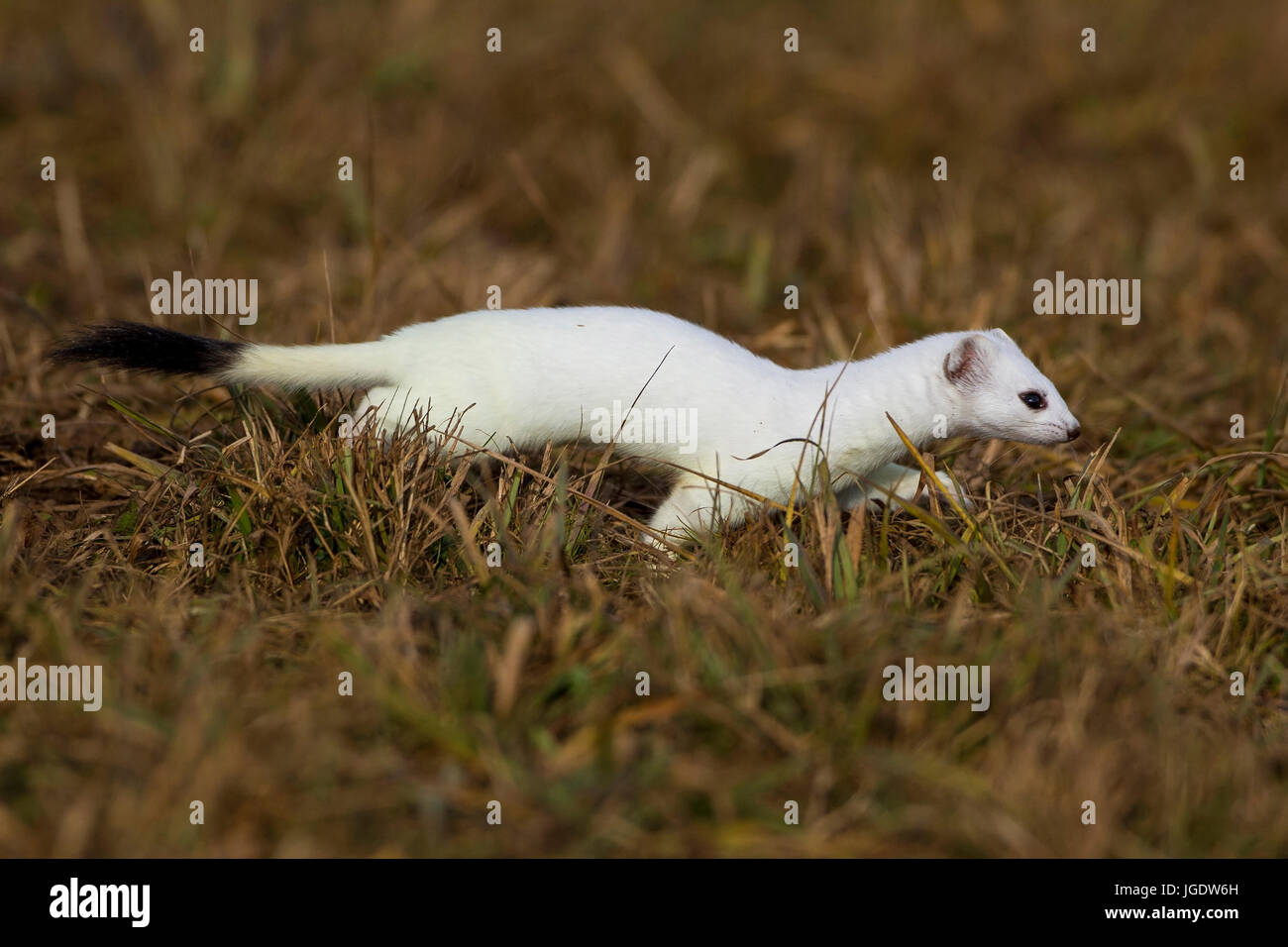 Hermelin im winter hi-res stock photography and images - Alamy