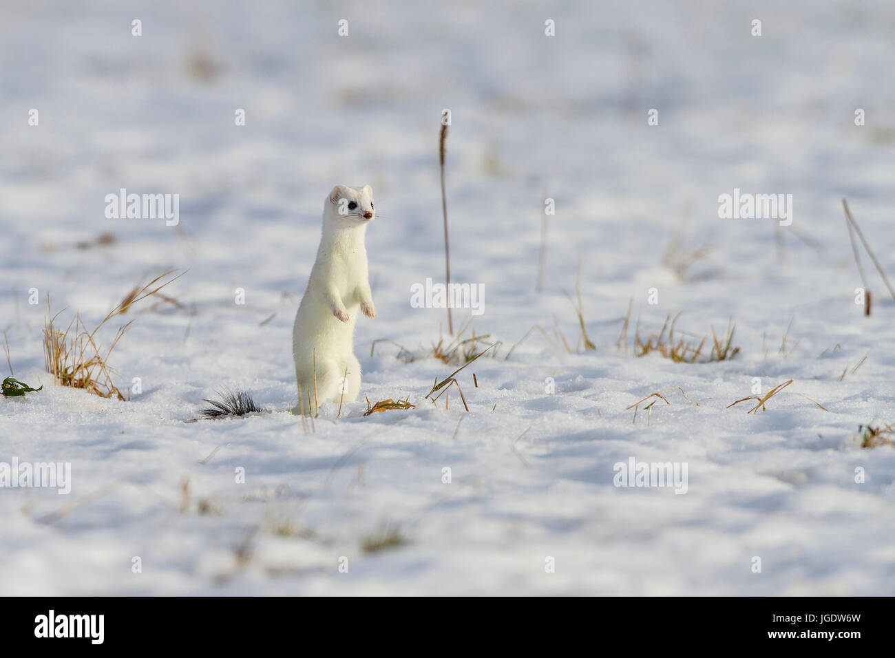 Hermelin im schnee hi-res stock photography and images - Alamy