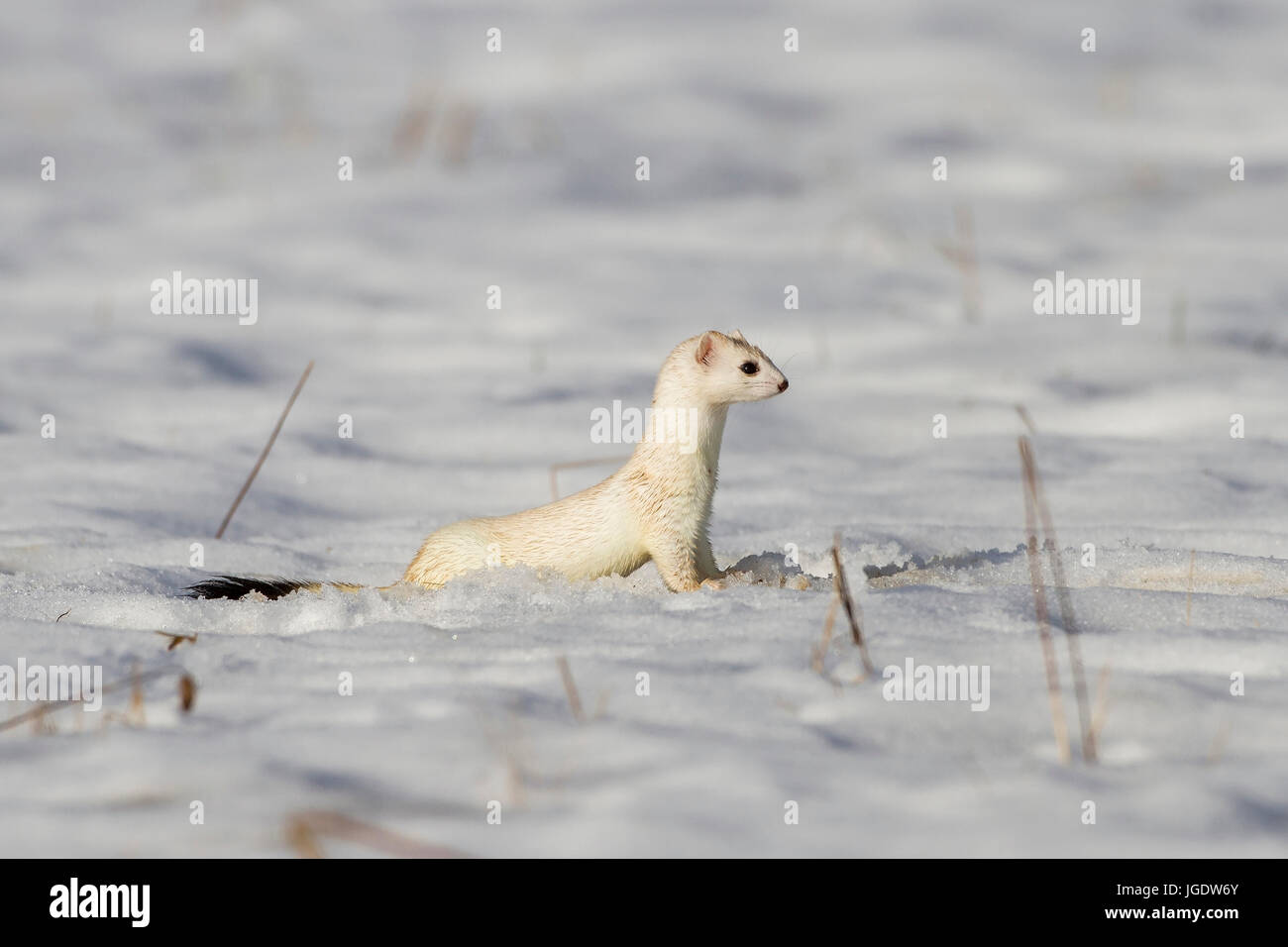 Hermelin coat hi-res stock photography and images - Alamy