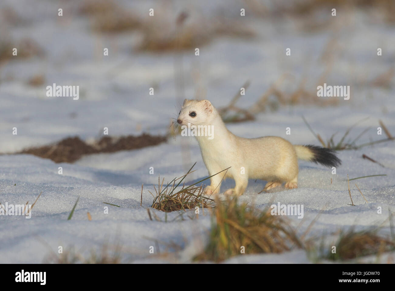 Ermine, Mustela erminea in the winter coat, Hermelin (Mustela erminea ...