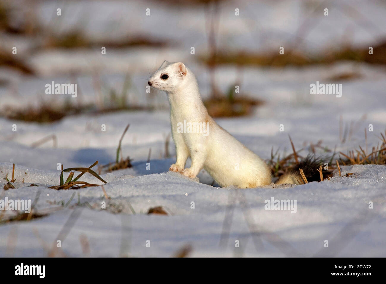 Wiesel im winter hi-res stock photography and images - Alamy