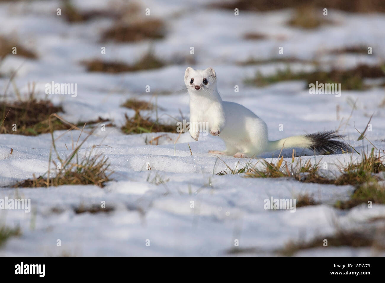 Wiesel im winter hi-res stock photography and images - Alamy