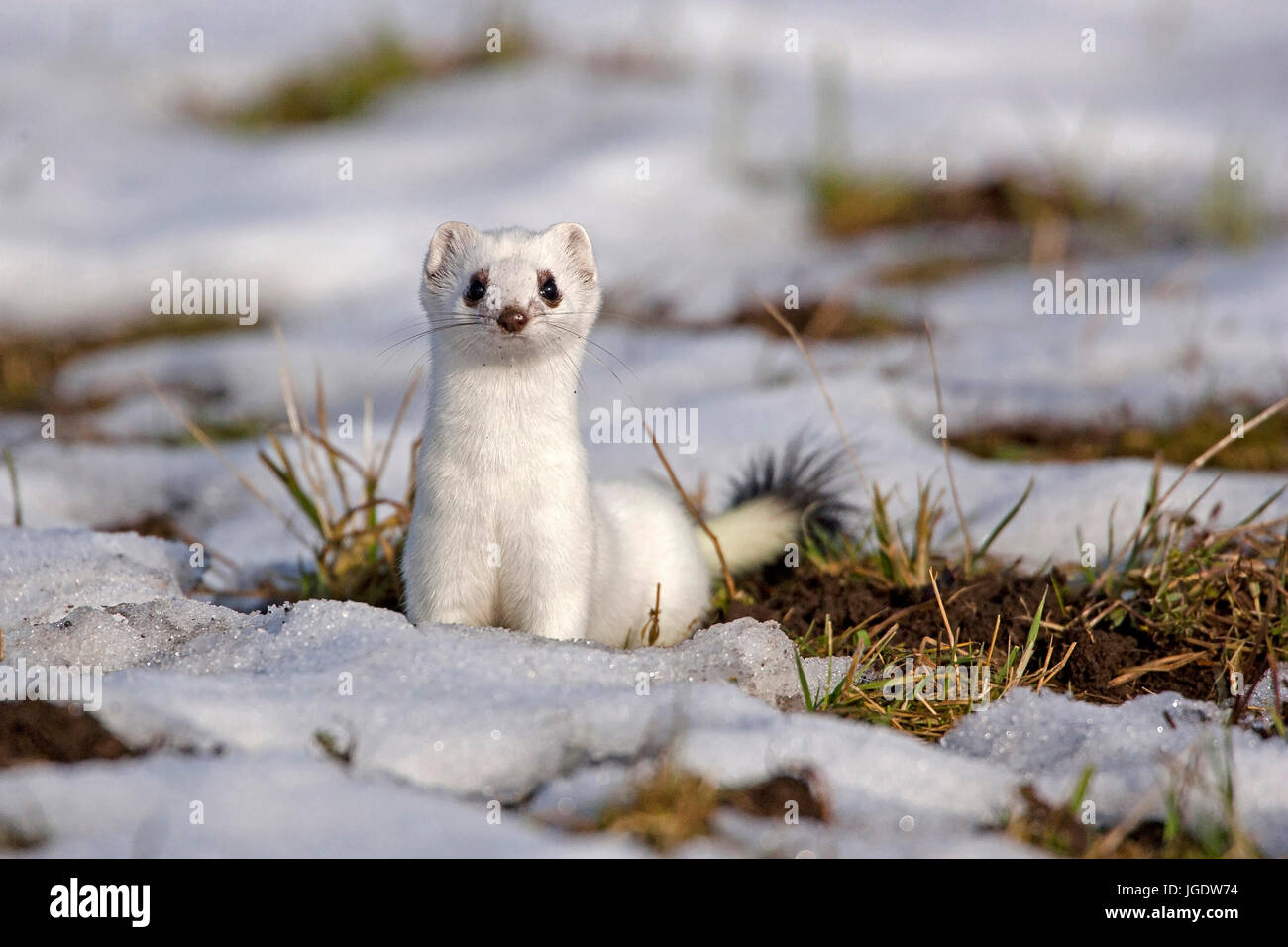 Hermelin im schnee hi-res stock photography and images - Alamy