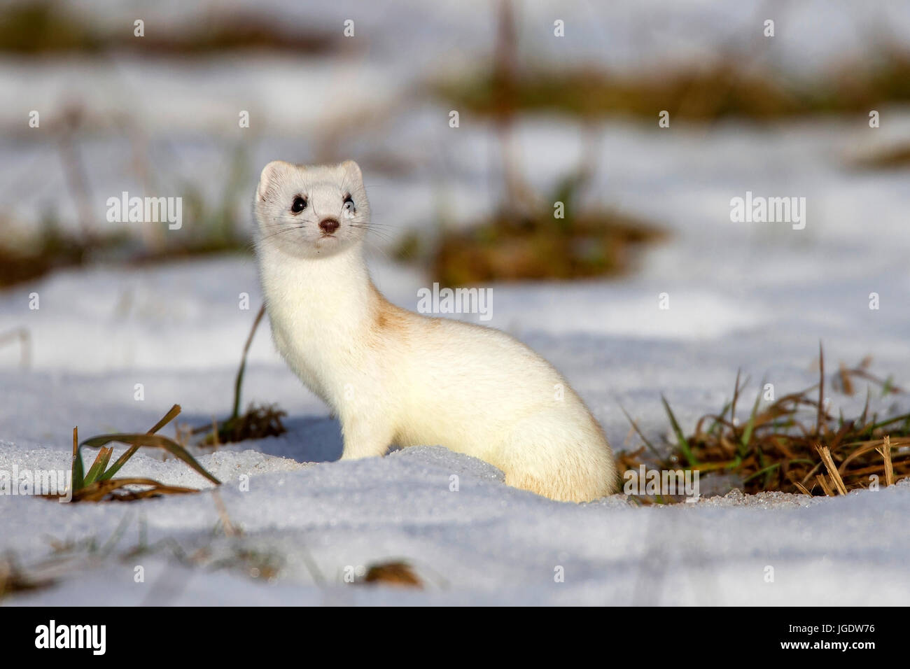 Hermelin im winter hi-res stock photography and images - Alamy