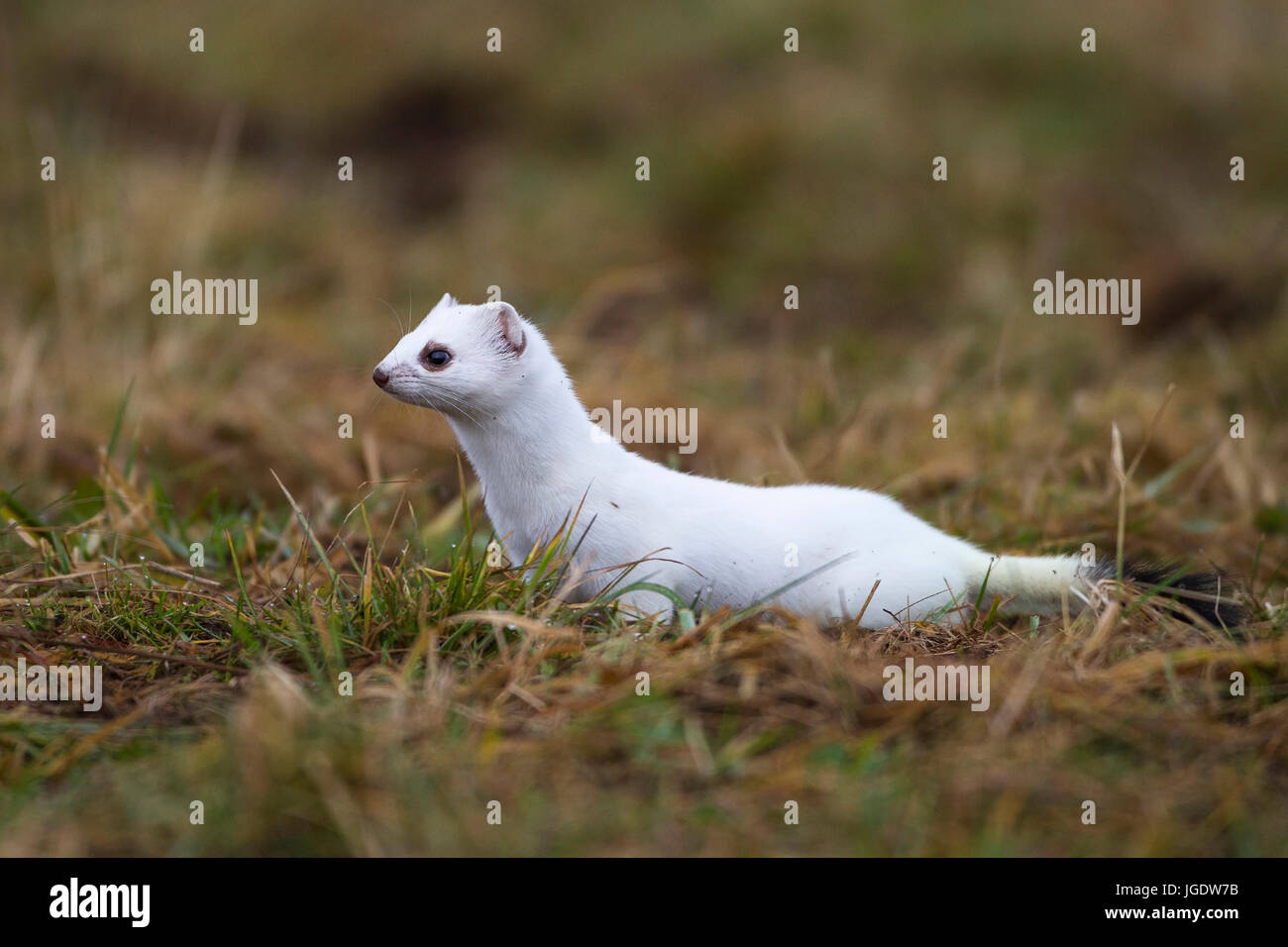 Hermelin im winter hi-res stock photography and images - Alamy