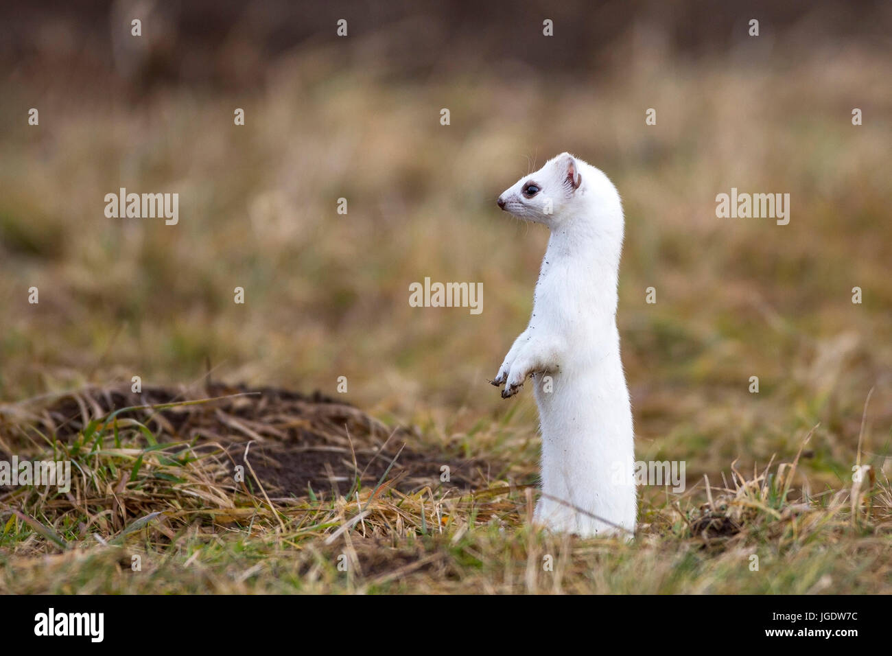 Hermelin im winter hi-res stock photography and images - Alamy