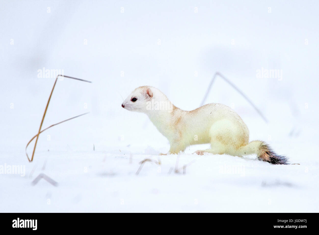 Hermelin im winter hi-res stock photography and images - Alamy