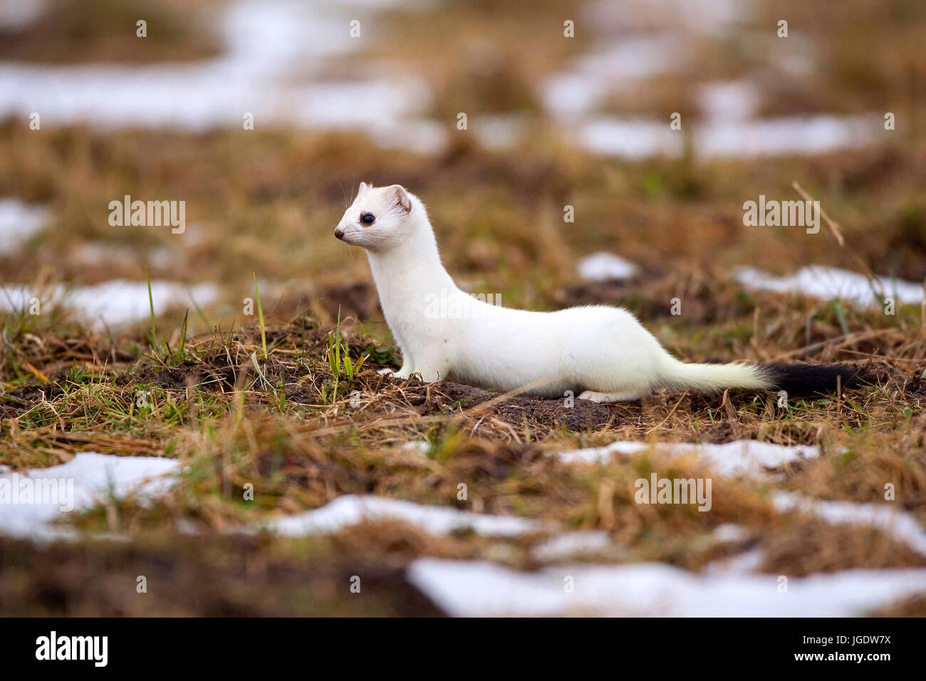 Hermelin winter hi-res stock photography and images - Alamy