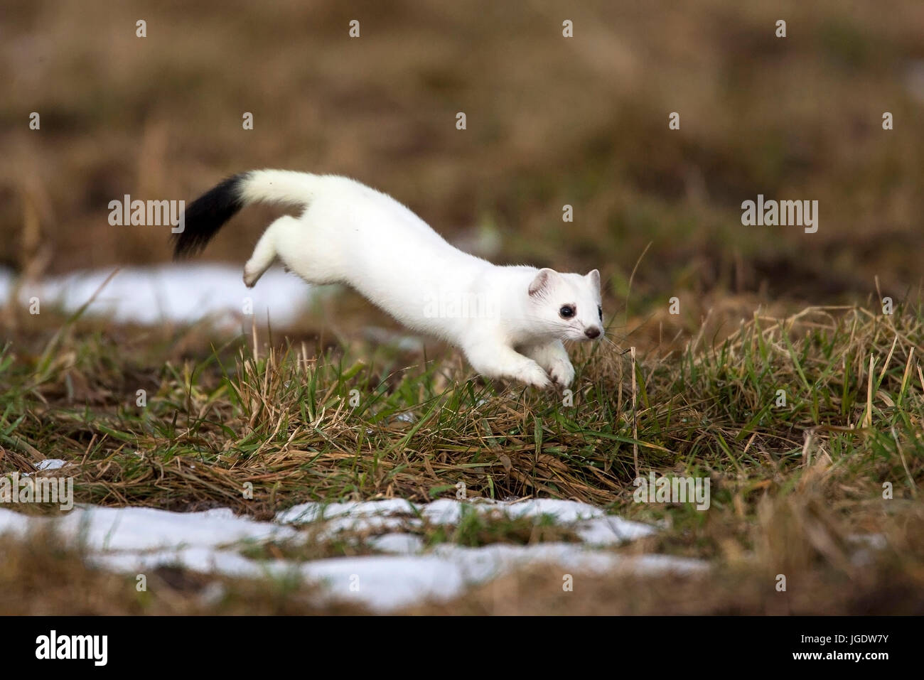Ermine, Mustela erminea in the winter coat, Hermelin (Mustela erminea ...