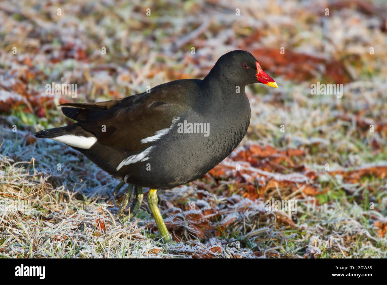 Gruenfuessiges pond chicken hi-res stock photography and images - Alamy