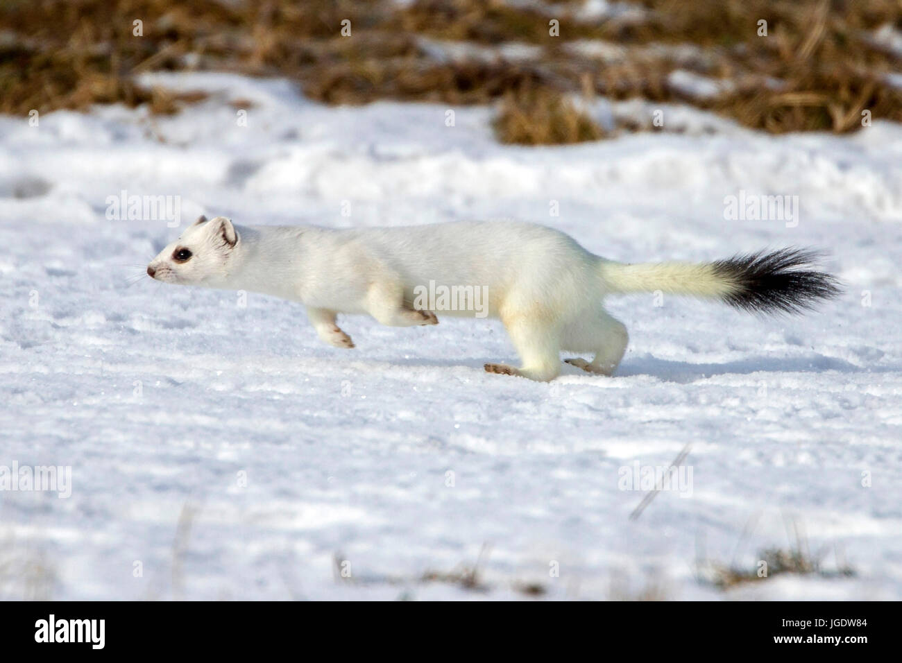 Ermine, Mustela erminea in the winter coat, Hermelin (Mustela erminea ...