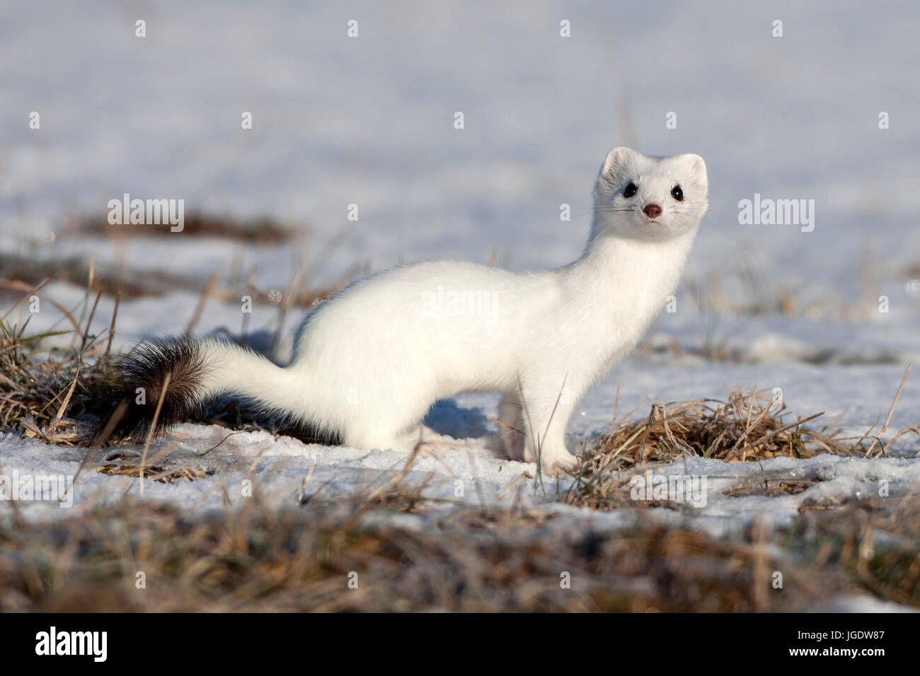 Wiesel im winter hi-res stock photography and images - Alamy