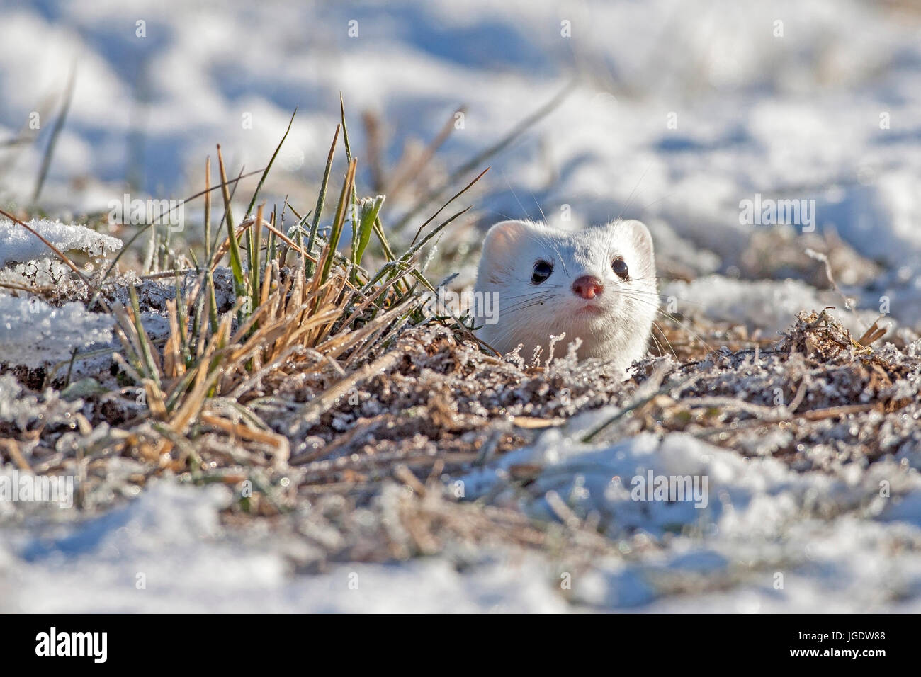 Hermelin winter hi-res stock photography and images - Alamy