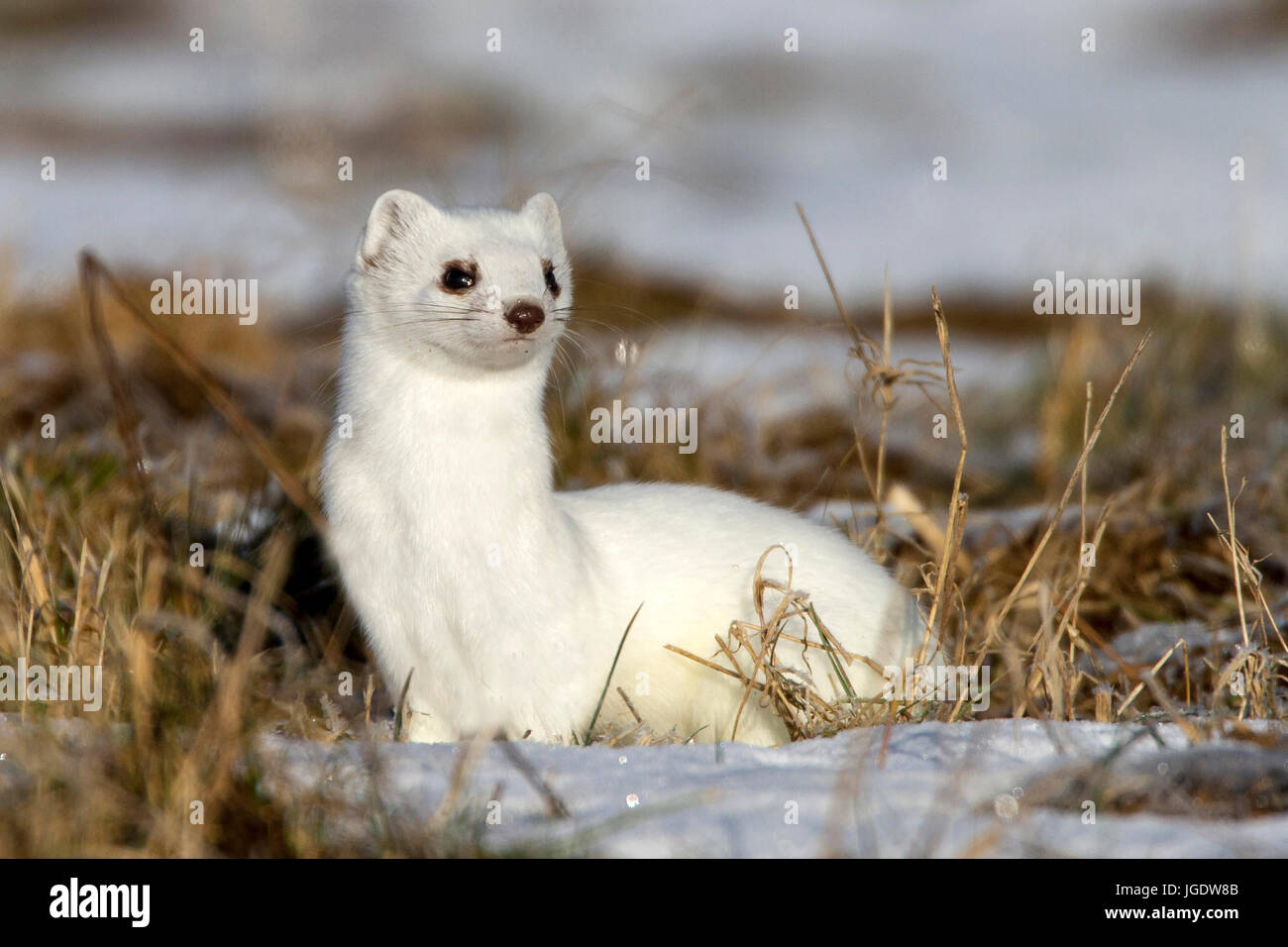 Hermelin winter hi-res stock photography and images - Alamy