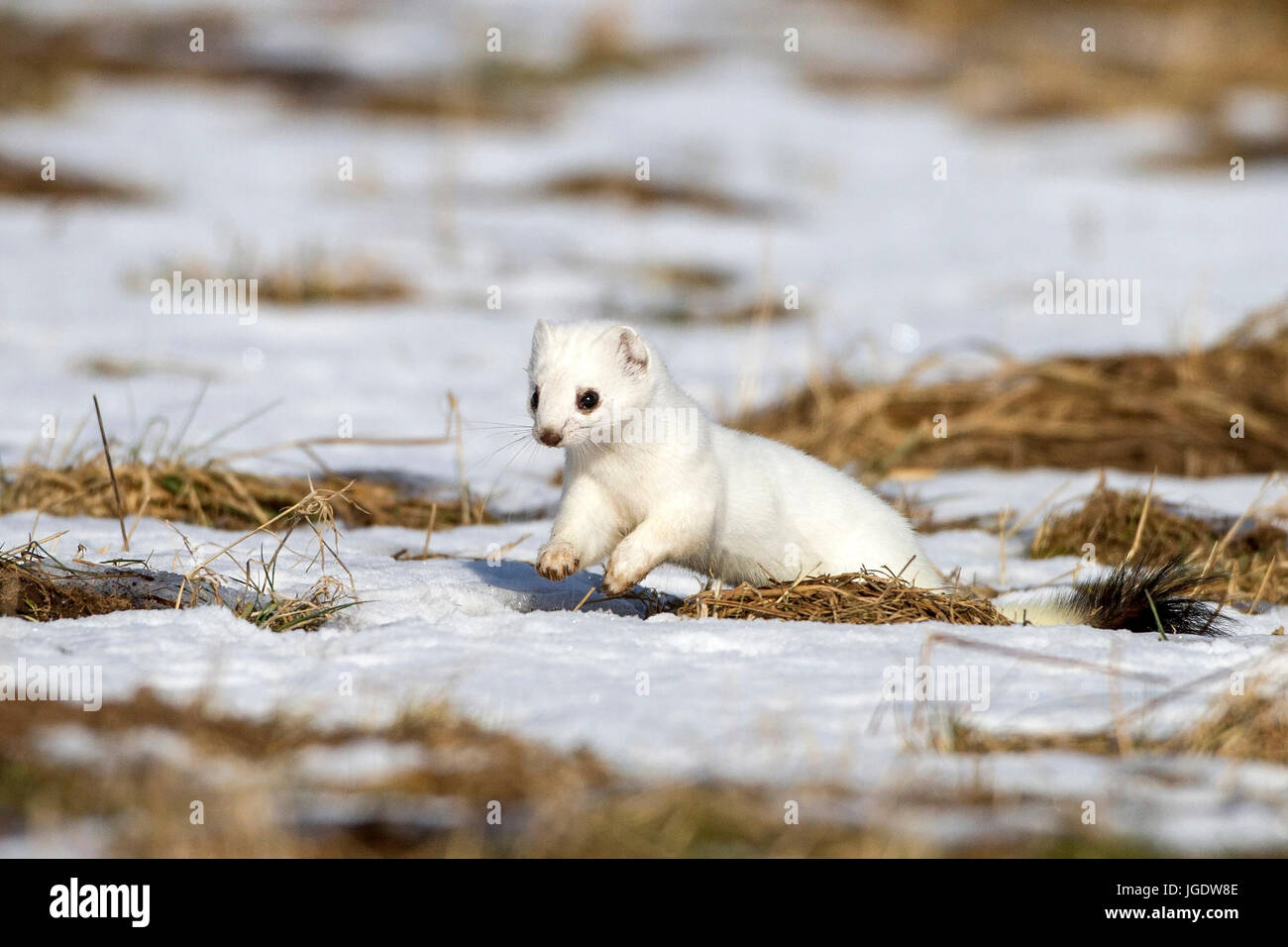 Hermelin winter hi-res stock photography and images - Alamy