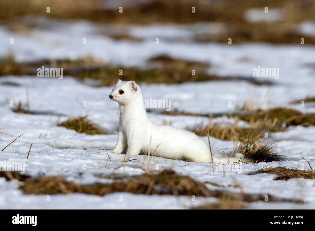 Ermine, Mustela erminea in the winter coat, Hermelin (Mustela erminea ...
