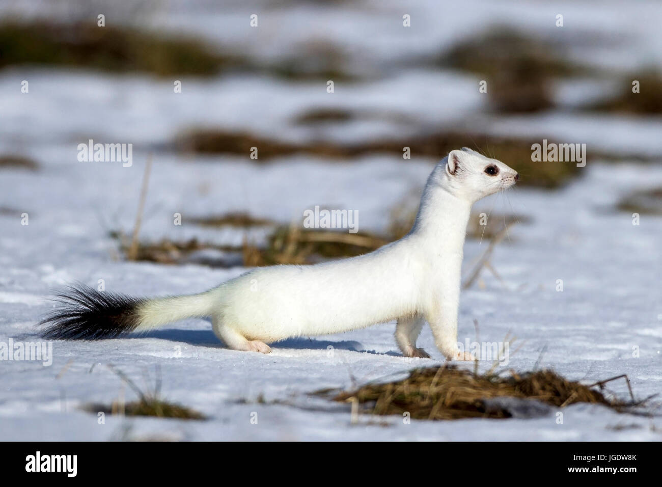 Hermelin Winter Stock Photos & Hermelin Winter Stock Images - Alamy