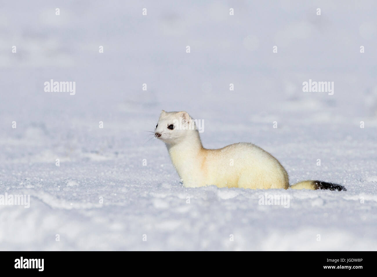 Hermelin im winter hi-res stock photography and images - Alamy
