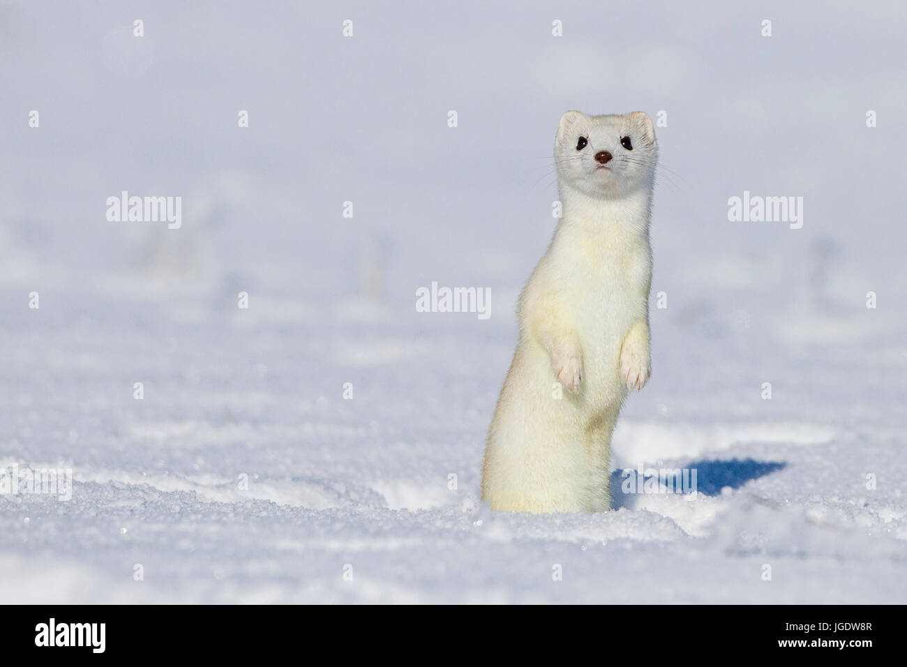 Hermelin im winter hi-res stock photography and images - Alamy