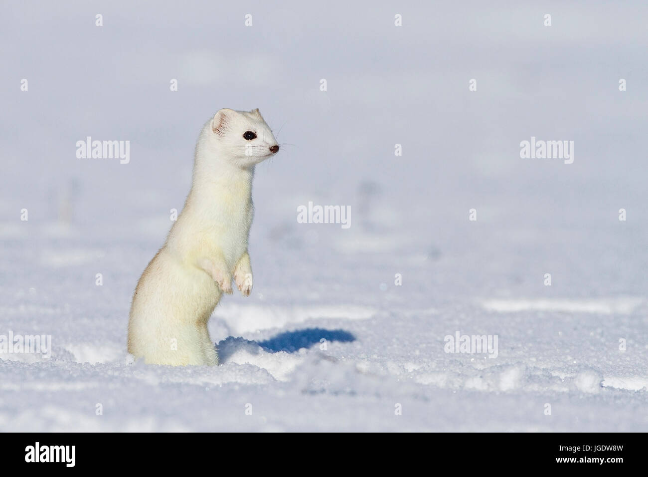Hermelin im winter hi-res stock photography and images - Alamy