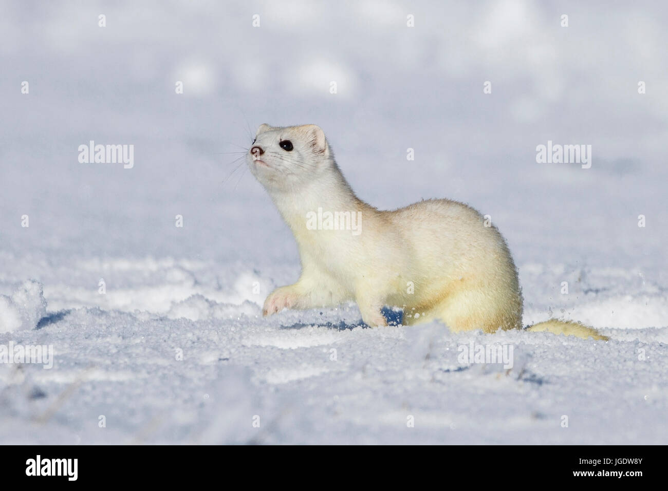Hermelin im winter hi-res stock photography and images - Alamy