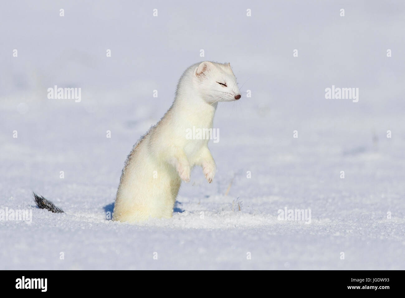 Hermelin im winter hi-res stock photography and images - Alamy