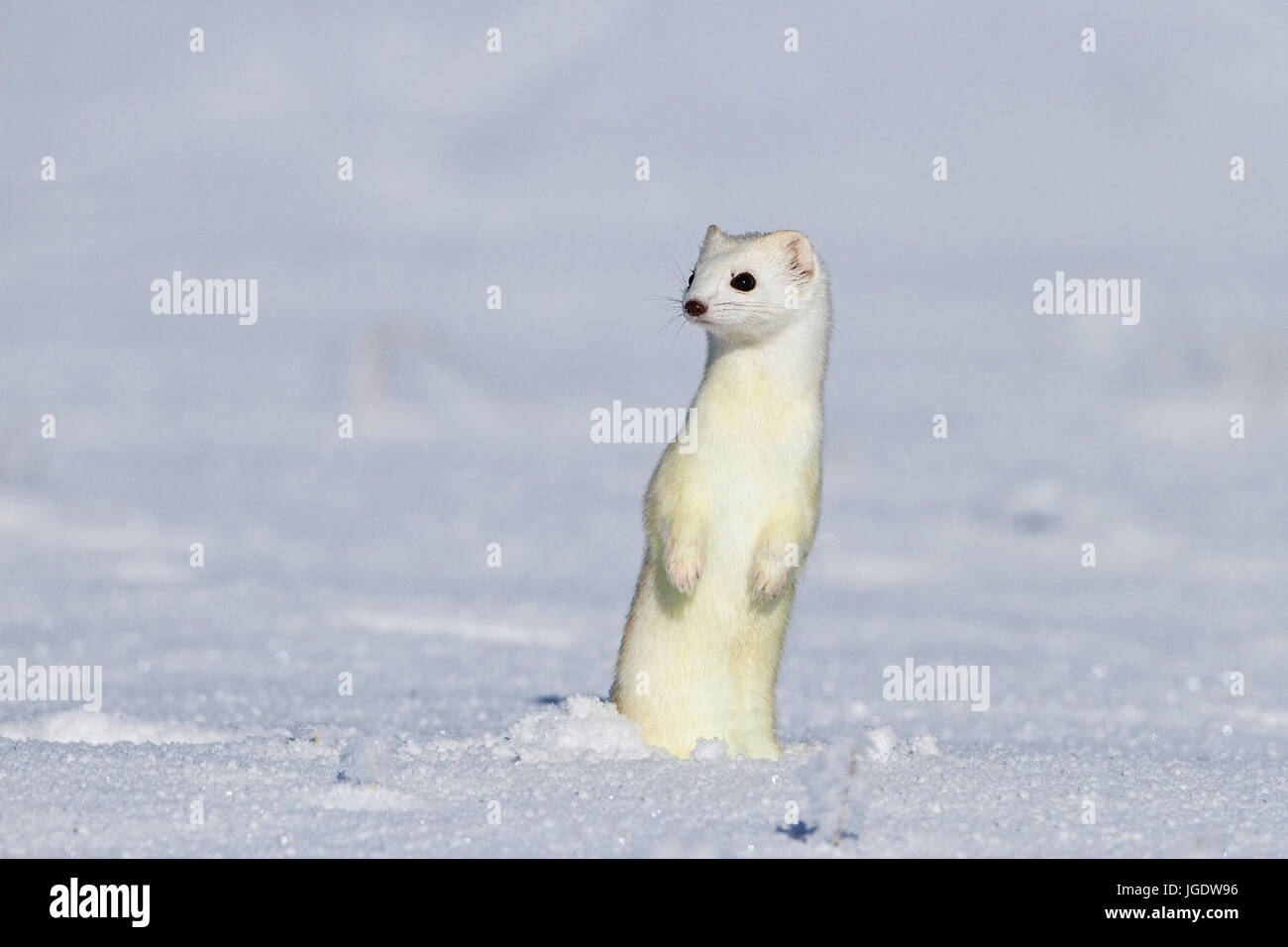 Hermelin im schnee hi-res stock photography and images - Alamy
