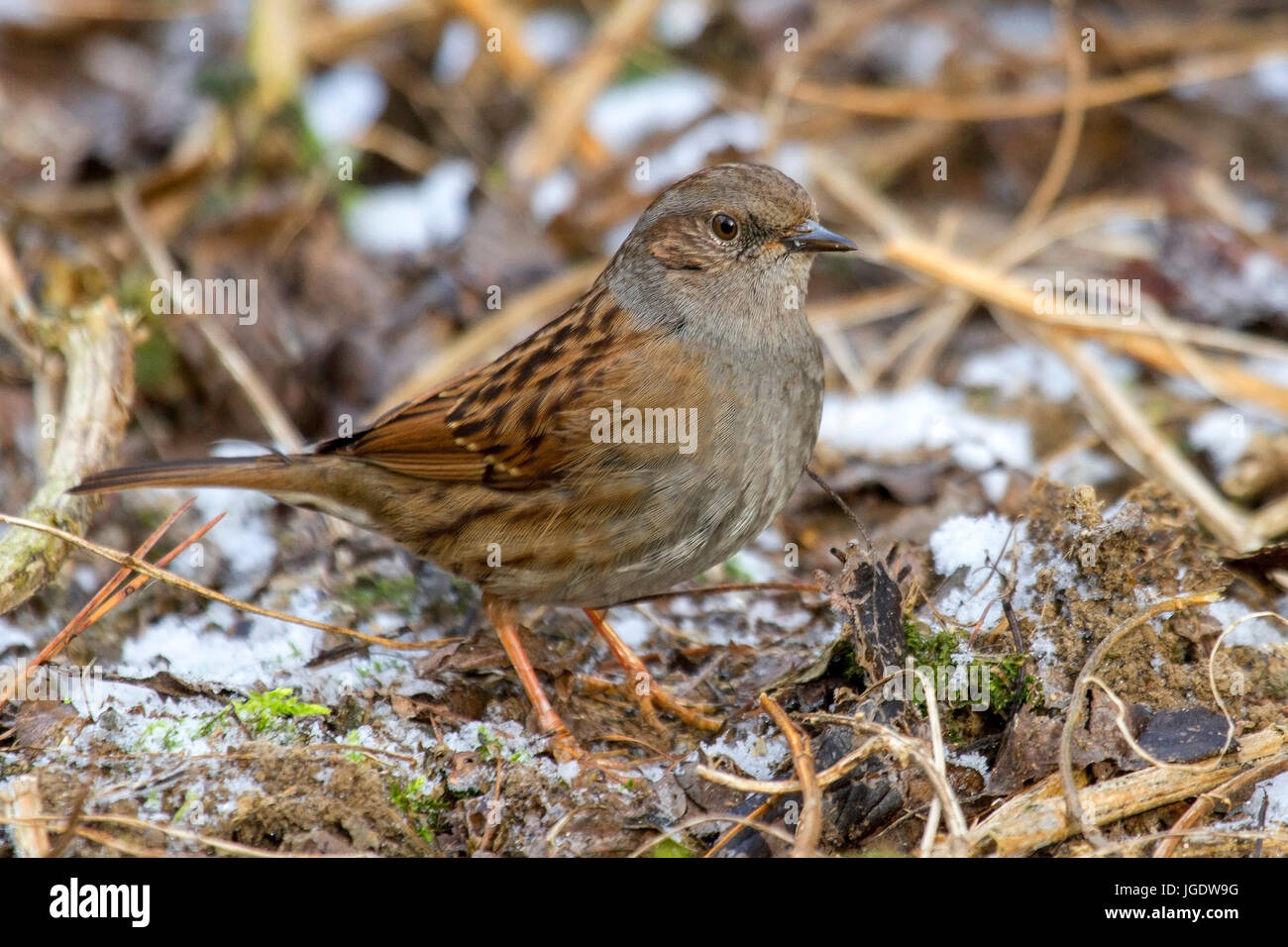 Hedge brown ulna, Prunella modularis, Heckenbraunelle (Prunella ...