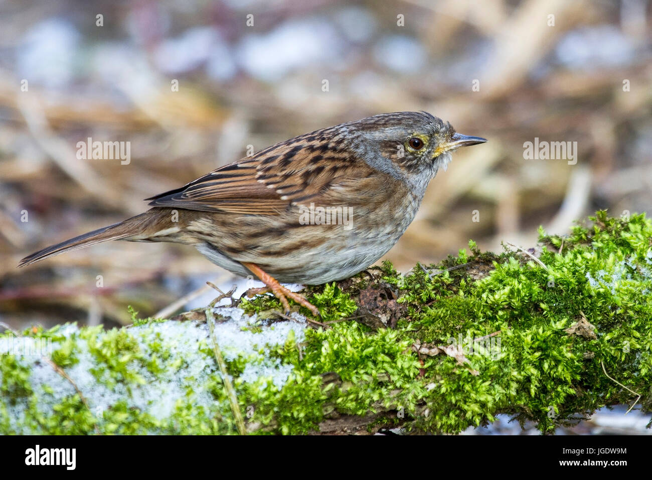 Hedge brown ulna, Prunella modularis, Heckenbraunelle (Prunella ...