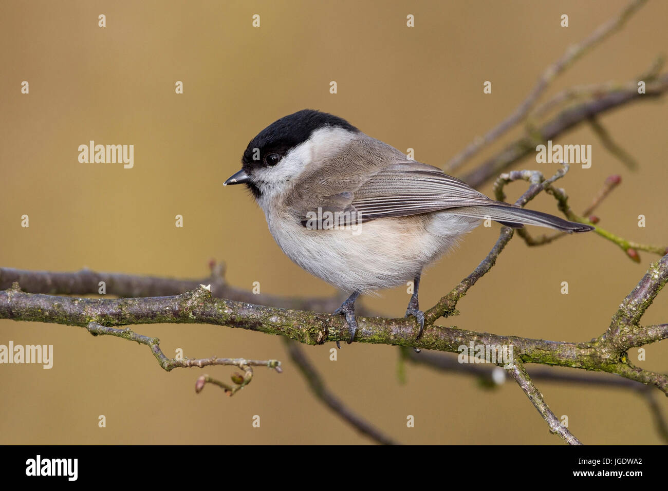 Marsh titmouse, Poecile palustris, Sumpfmeise (Poecile palustris Stock ...