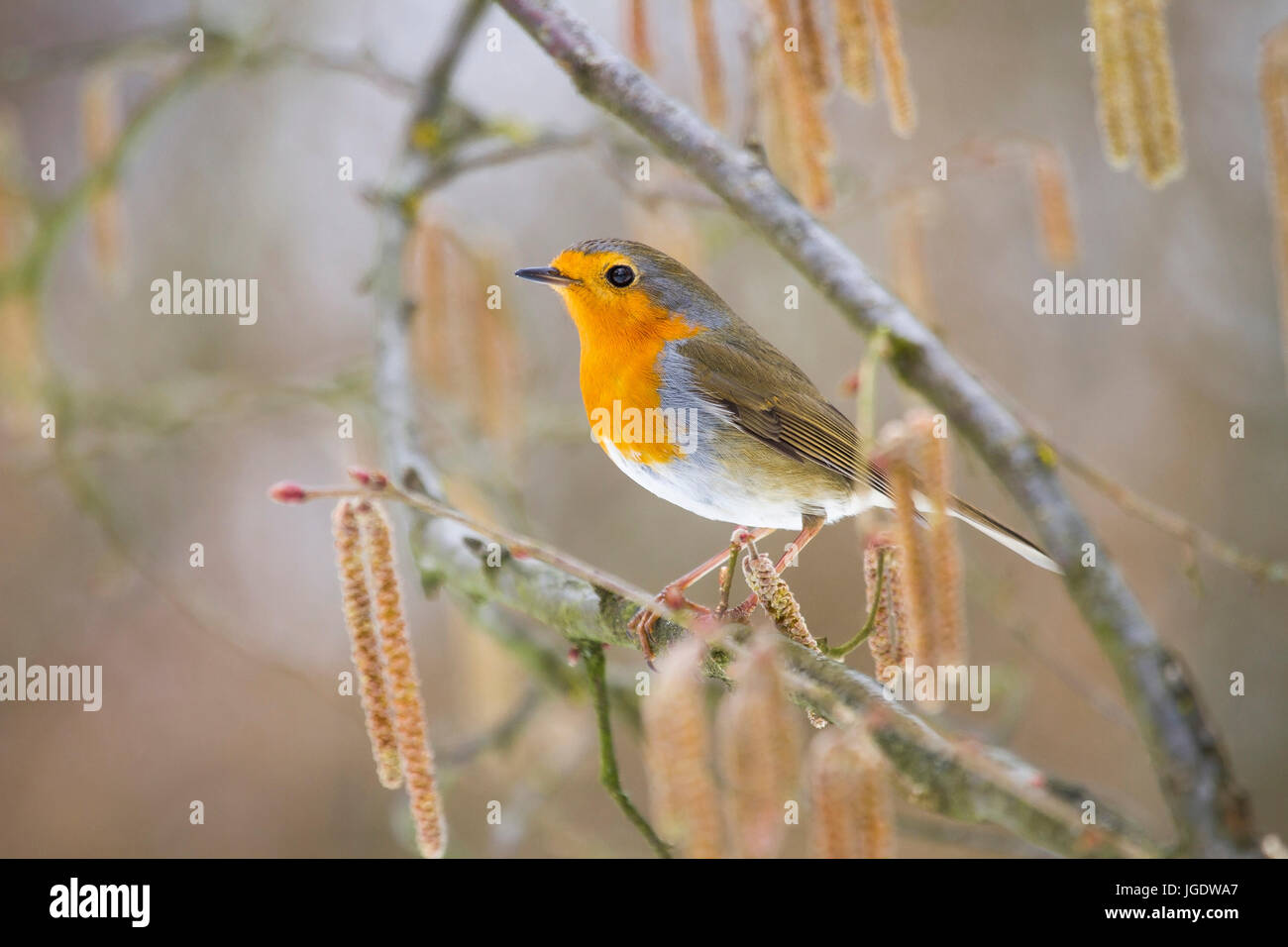 Redbreasts, Erithacus rubecula, Rotkehlchen (Erithacus rubecula Stock ...