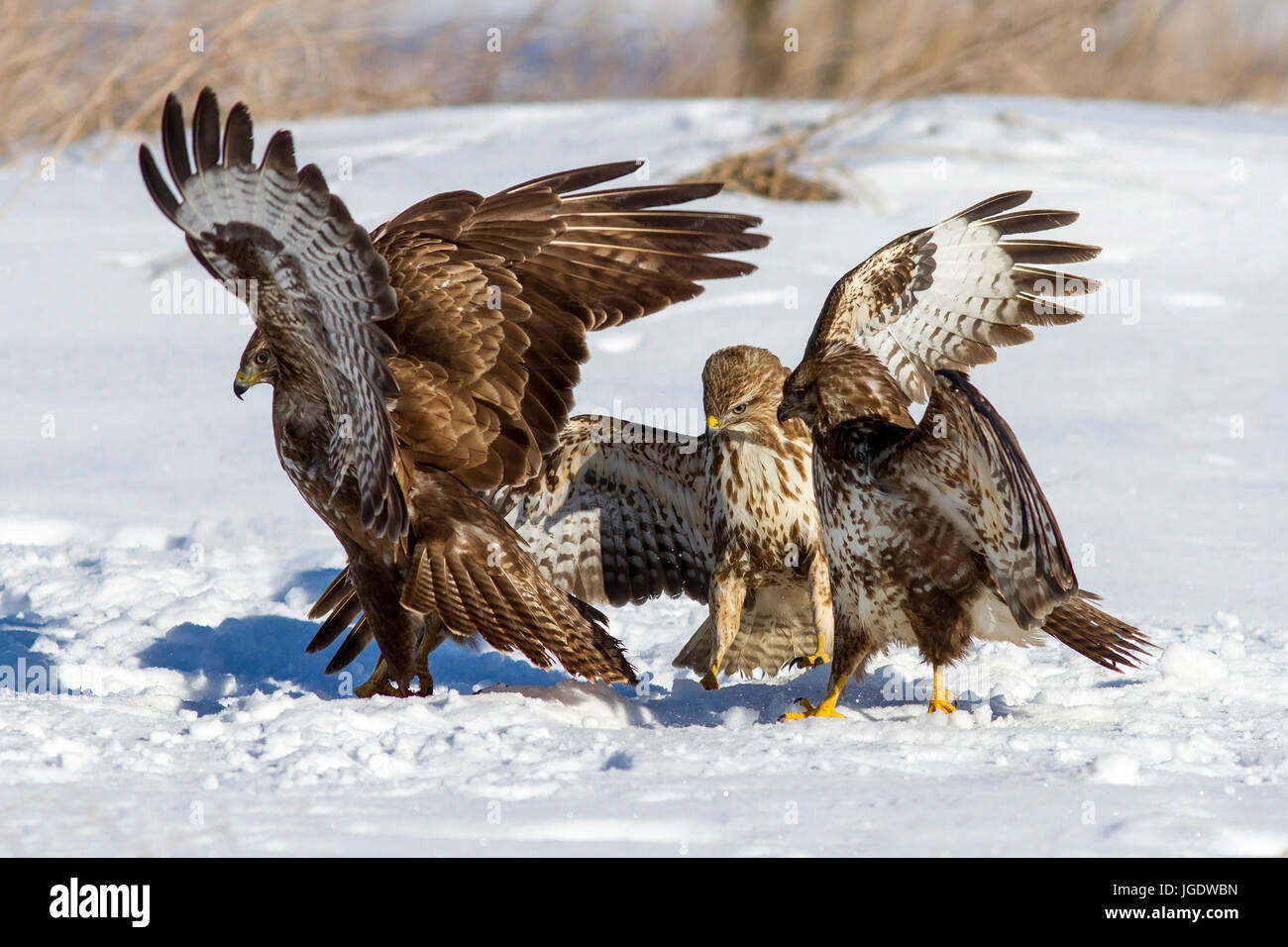 Common buzzards hi-res stock photography and images - Alamy