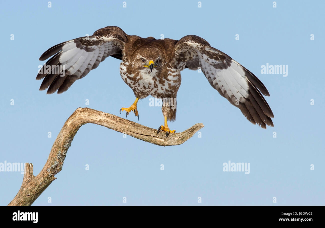 Common buzzard, Buteo buteo, Mäusebussard (Buteo buteo Stock Photo - Alamy