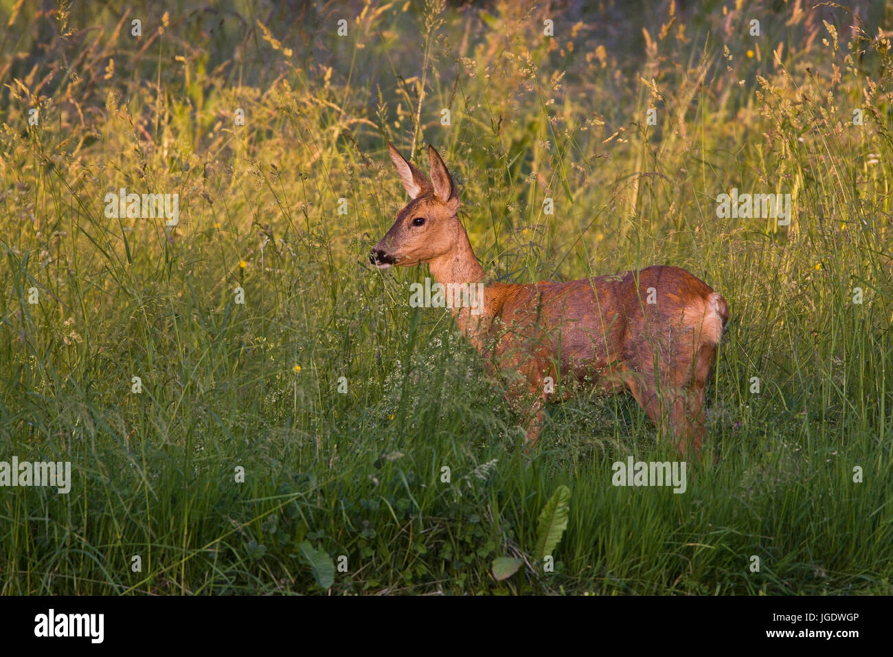 Roe deer, Capreolus capreolus, Reh (Capreolus capreolus Stock Photo - Alamy