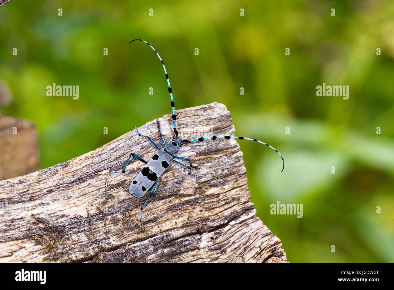 Nightmare goat, Rosalia alpina little man, Alpenbock (Rosalia alpina ...
