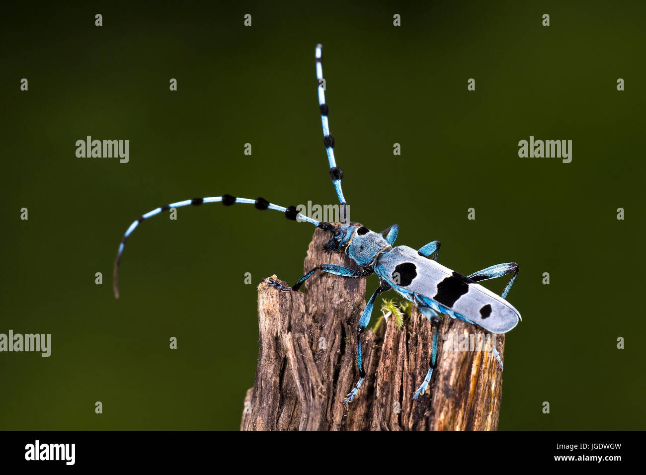 Nightmare goat, Rosalia alpina little man, Alpenbock (Rosalia alpina ...