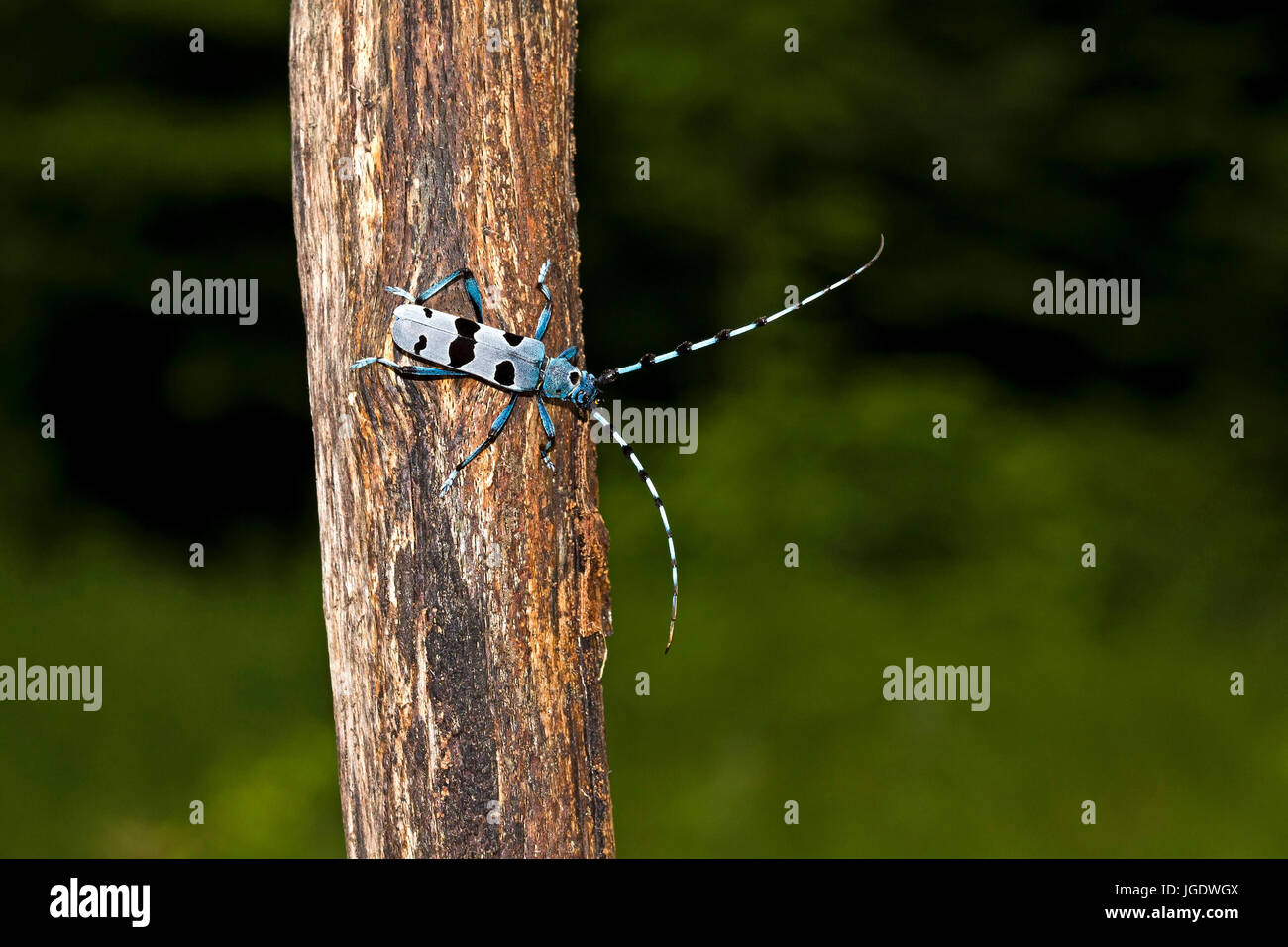 Nightmare goat, Rosalia alpina little man, Alpenbock (Rosalia alpina ...