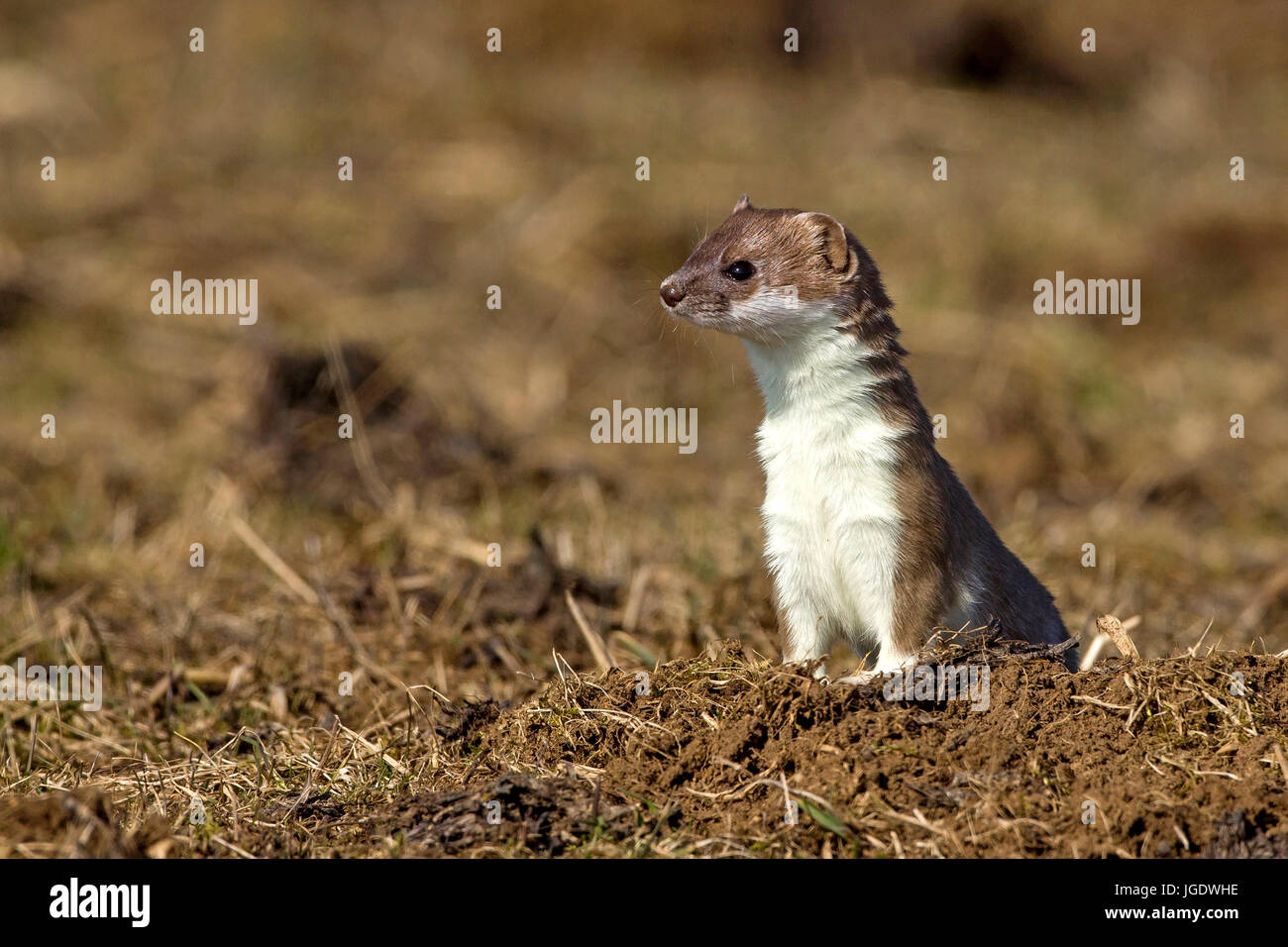 Mustela erminea tail hi-res stock photography and images - Alamy