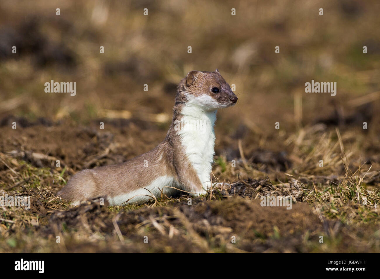 Ermine, Mustela erminea, Hermelin (Mustela erminea Stock Photo - Alamy