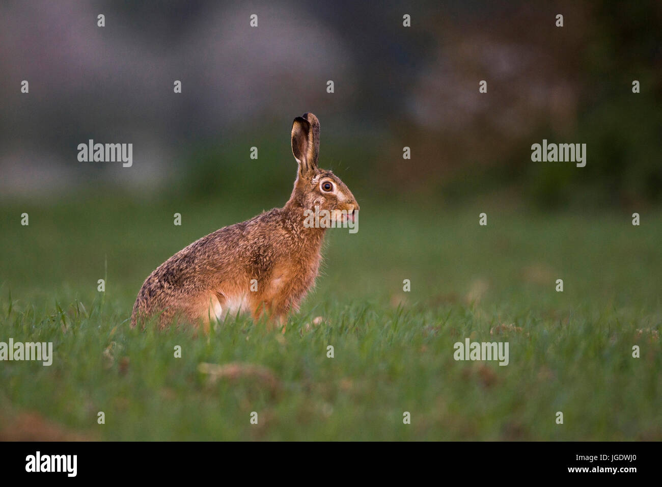 Field hare, Lepus europaeus, Feldhase (Lepus europaeus Stock Photo - Alamy