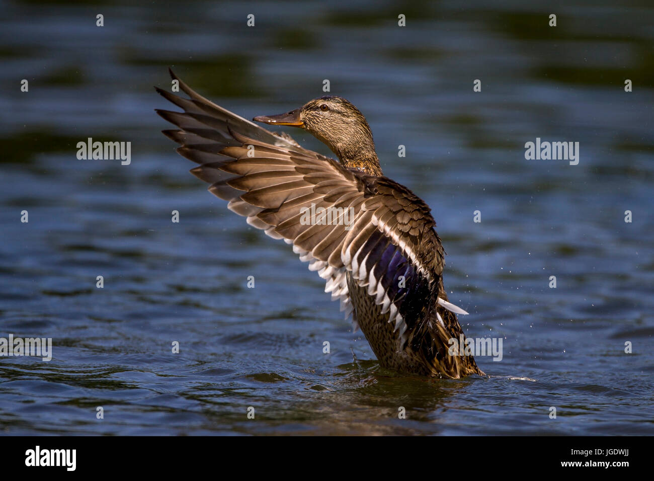 Mallard, Anas platyrhynchos female, Stockente (Anas platyrhynchos ...