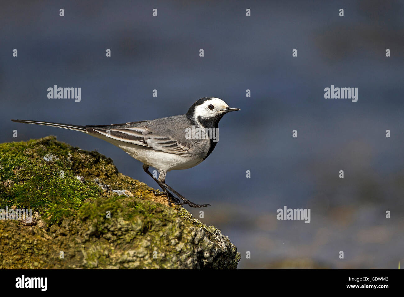 Wagtail, Motacilla alba, Bachstelze (Motacilla alba Stock Photo - Alamy