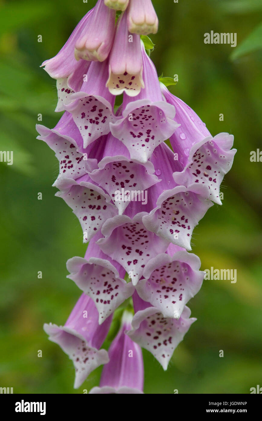 Red thimble, digitalis purpurea, Roter Fingerhut (Digitalis purpurea ...