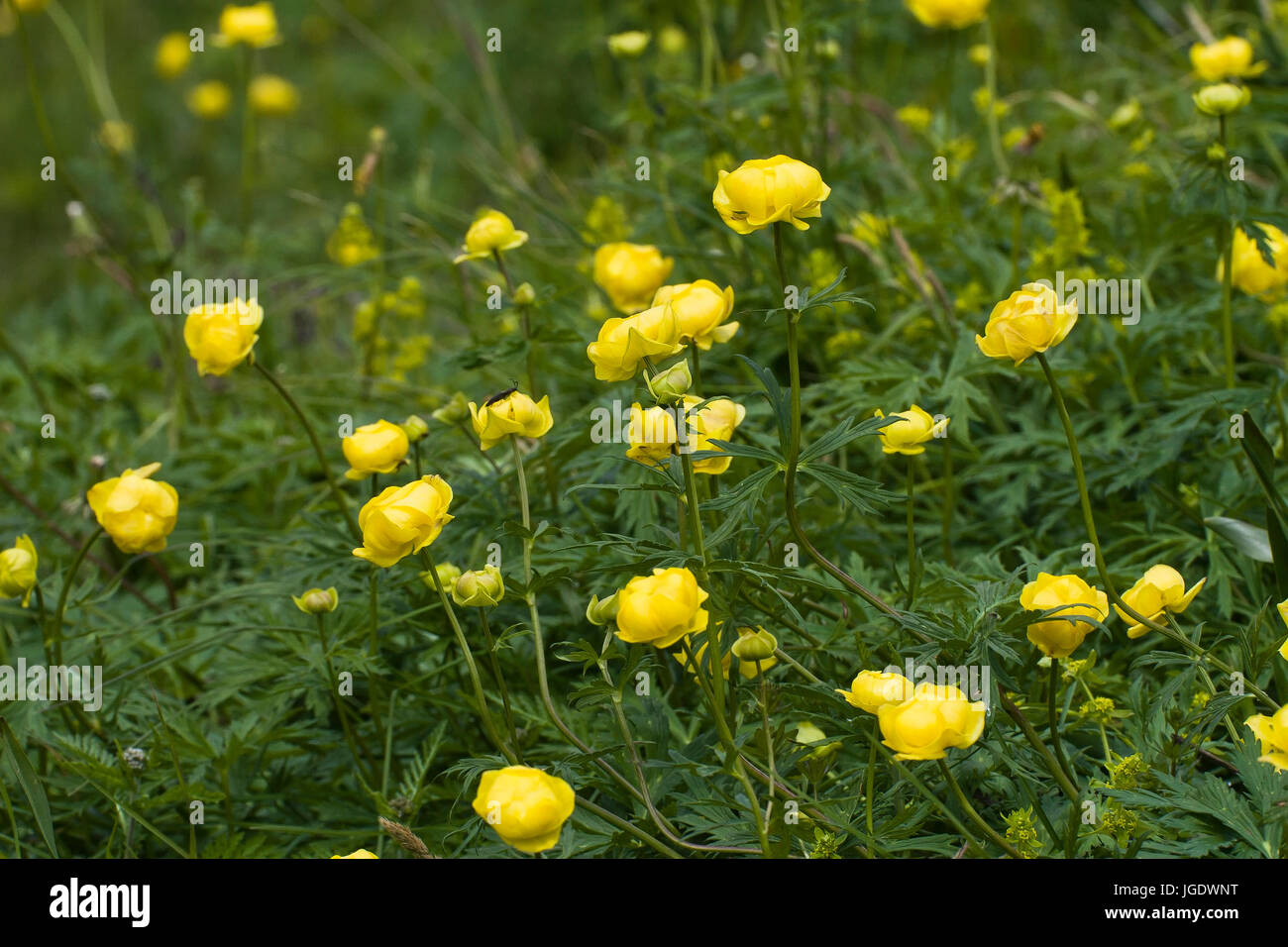 Trollblumen hi-res stock photography and images - Alamy