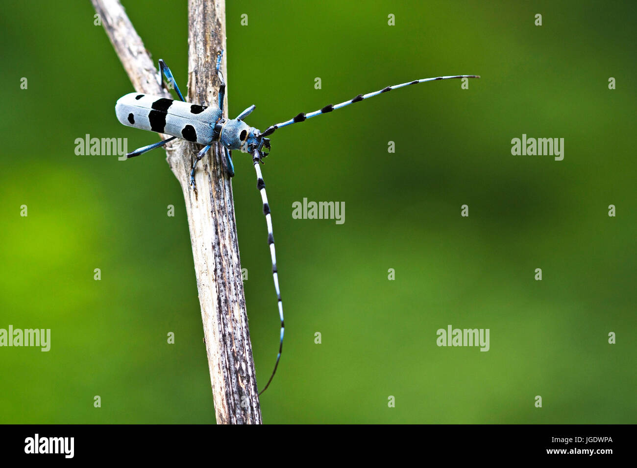 Nightmare goat, Rosalia alpina little man, Alpenbock (Rosalia alpina ...