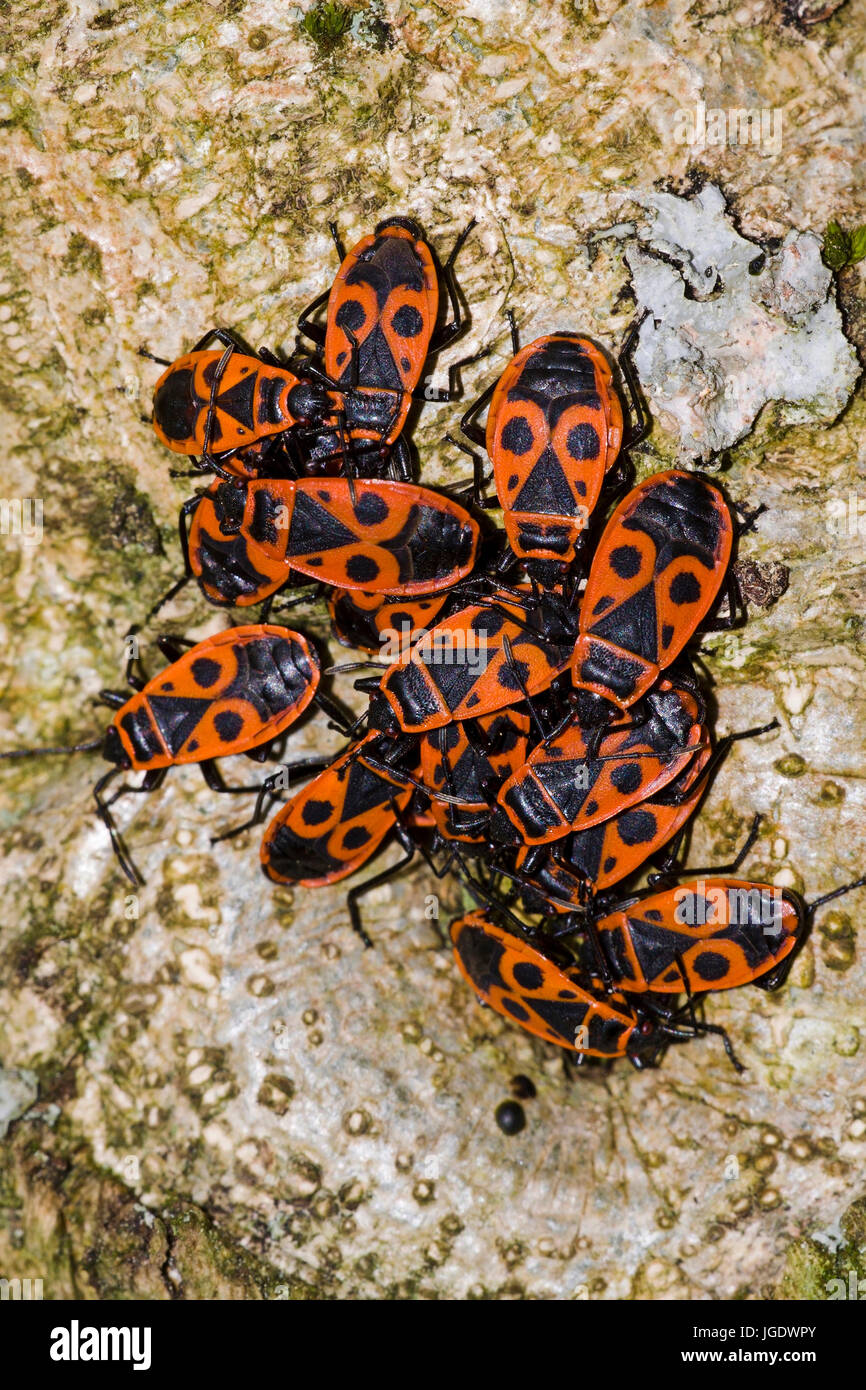 Fire bugs, Pyrrhocoris apterus, Feuerwanzen (Pyrrhocoris apterus Stock Photo - Alamy