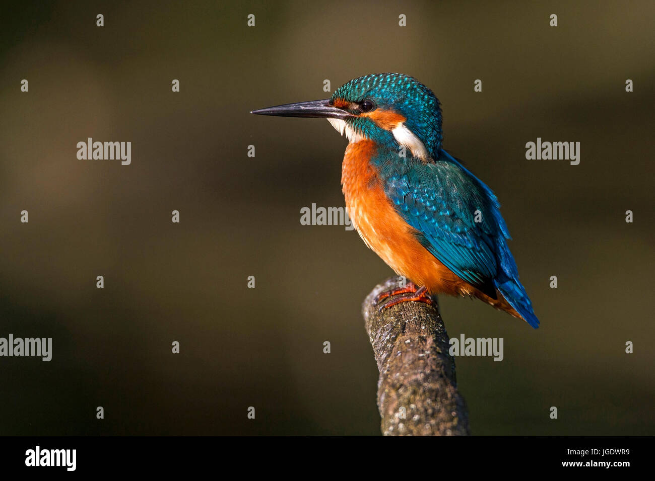 Kingfisher, Alcedo atthis, Eisvogel (Alcedo atthis Stock Photo - Alamy