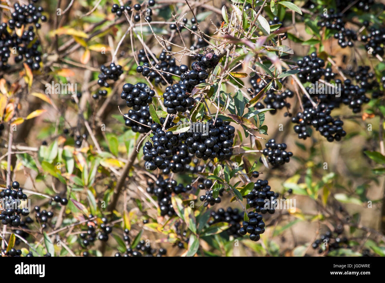 Usual privet, Ligustrum vulgare berries, Gewöhnlicher Liguster ...